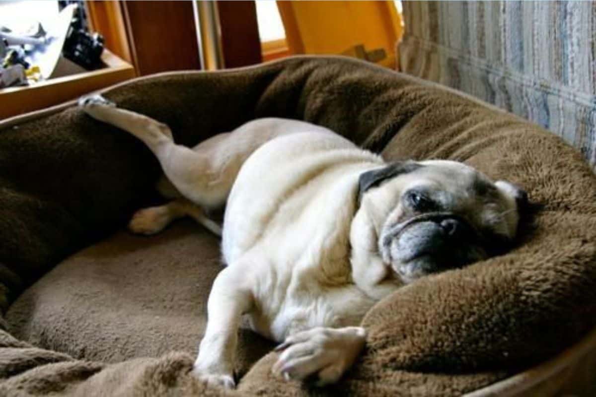 Diese 18 Hunderassen sind schockierend faul (mit Bildern)