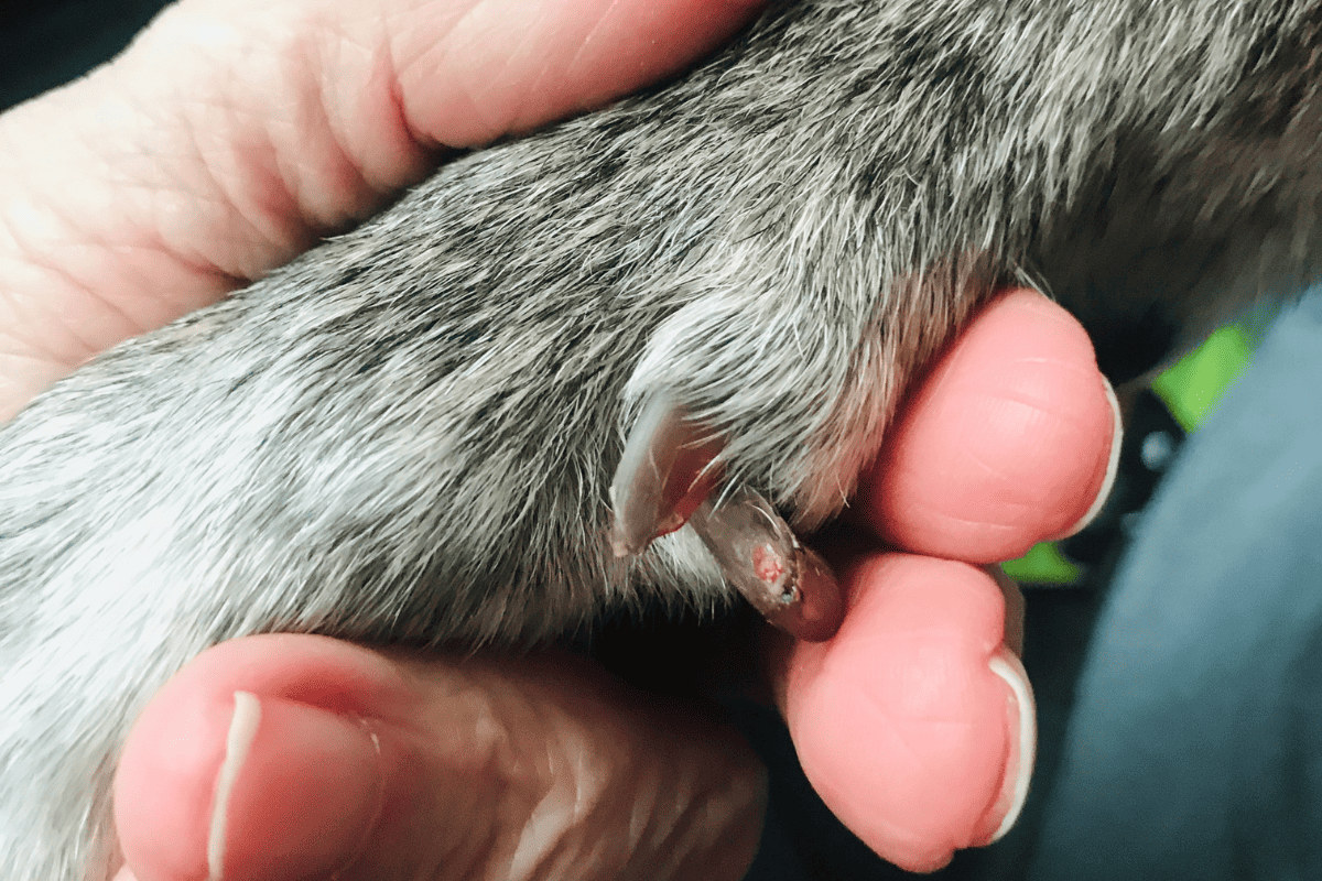Kralle vom Hund abgebrochen: Behandlung und Heilungsdauer