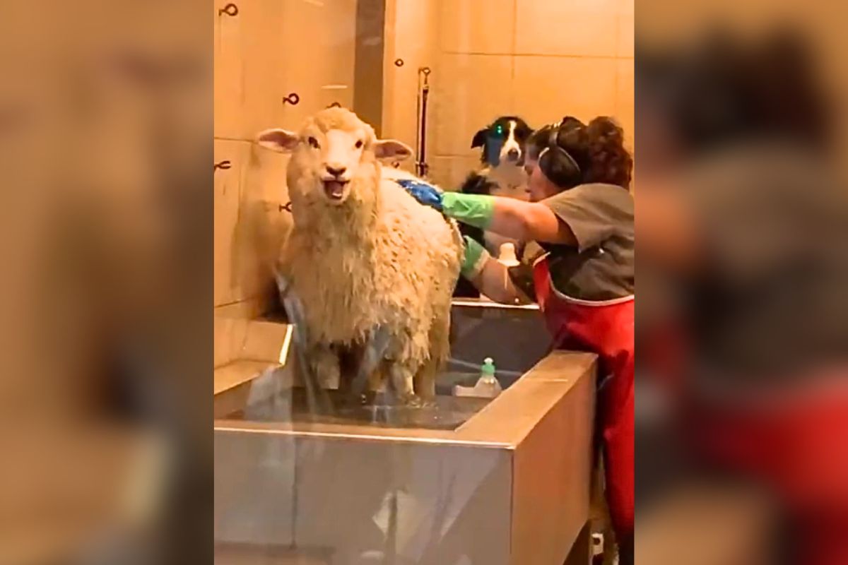 Frau geht bei Hundefriseur vorbei: Was sie drin sieht, sorgt für heftige Lachtränen