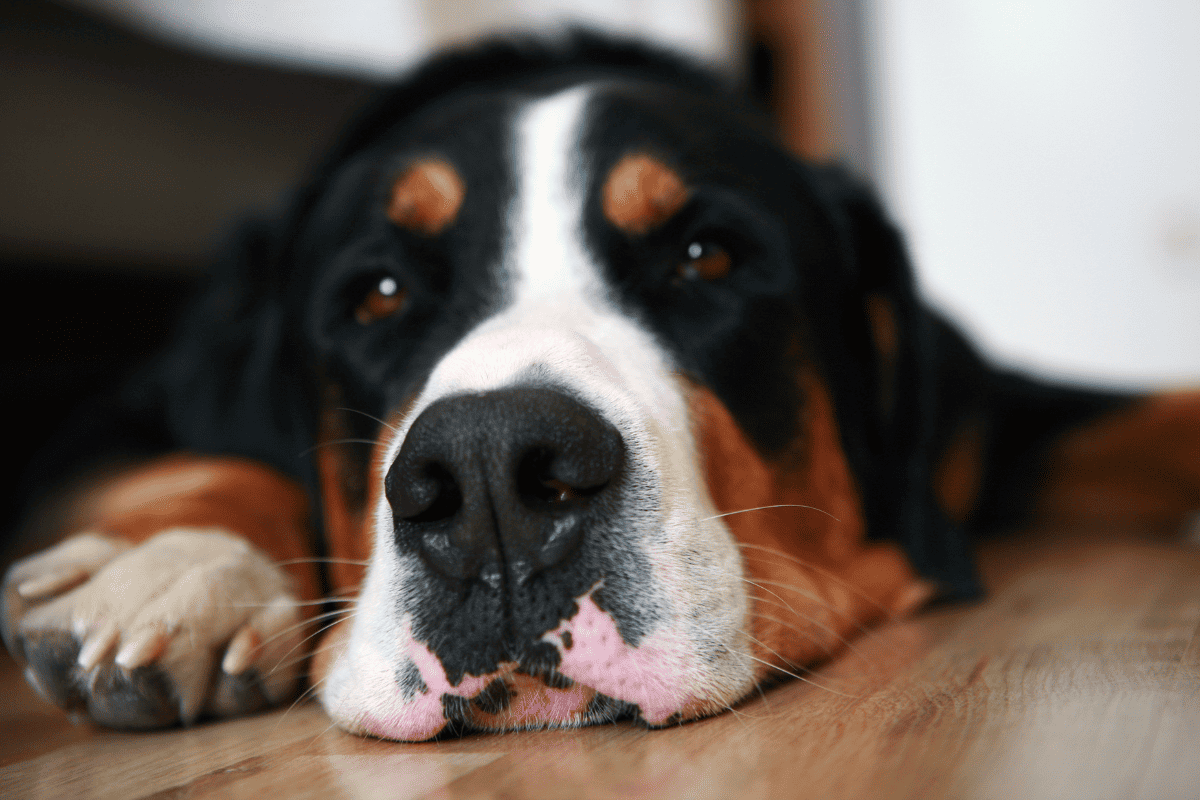 Warme Nase beim Hund: Das steckt dahinter (Ratgeber)