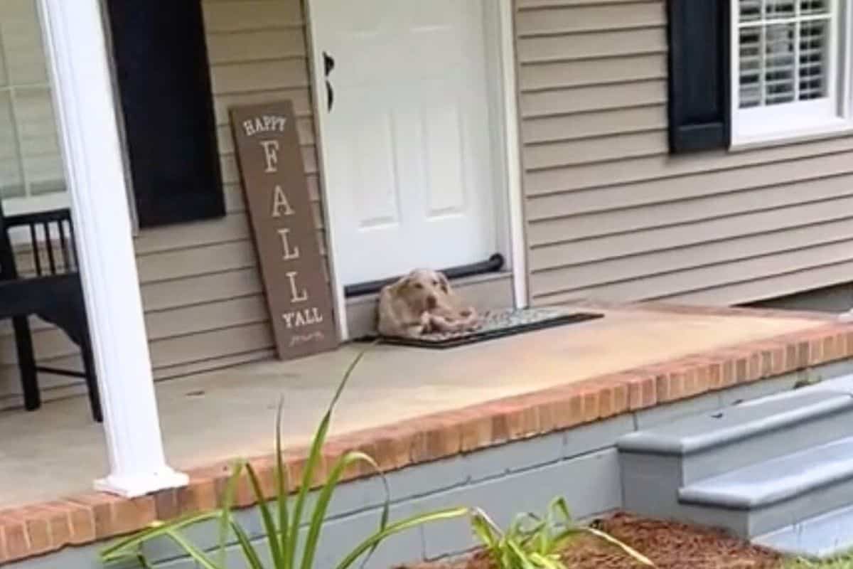 Unglaublicher Instinkt: Dieser Hund wählt die richtige Tür und rettet ...