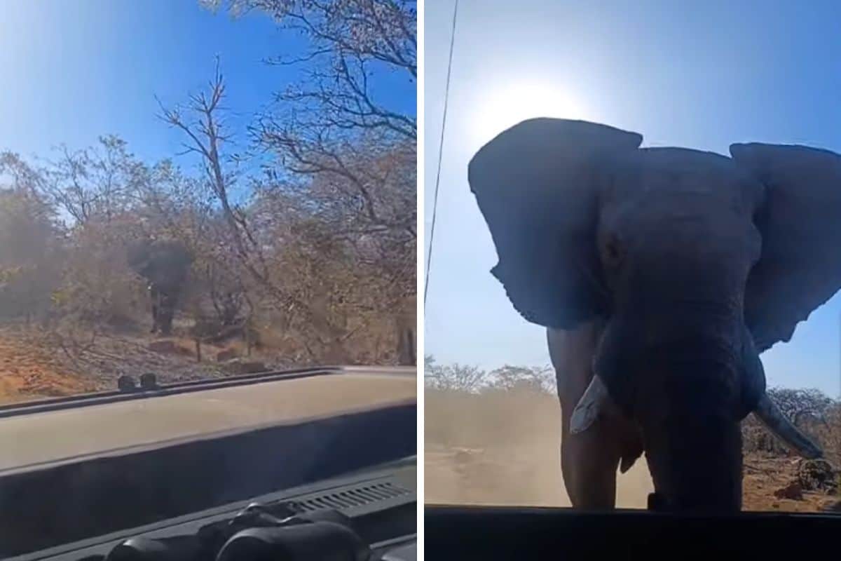 Gigantische Aufregung: Was dieser Elefant mit dem vollbesetzten Auto ...
