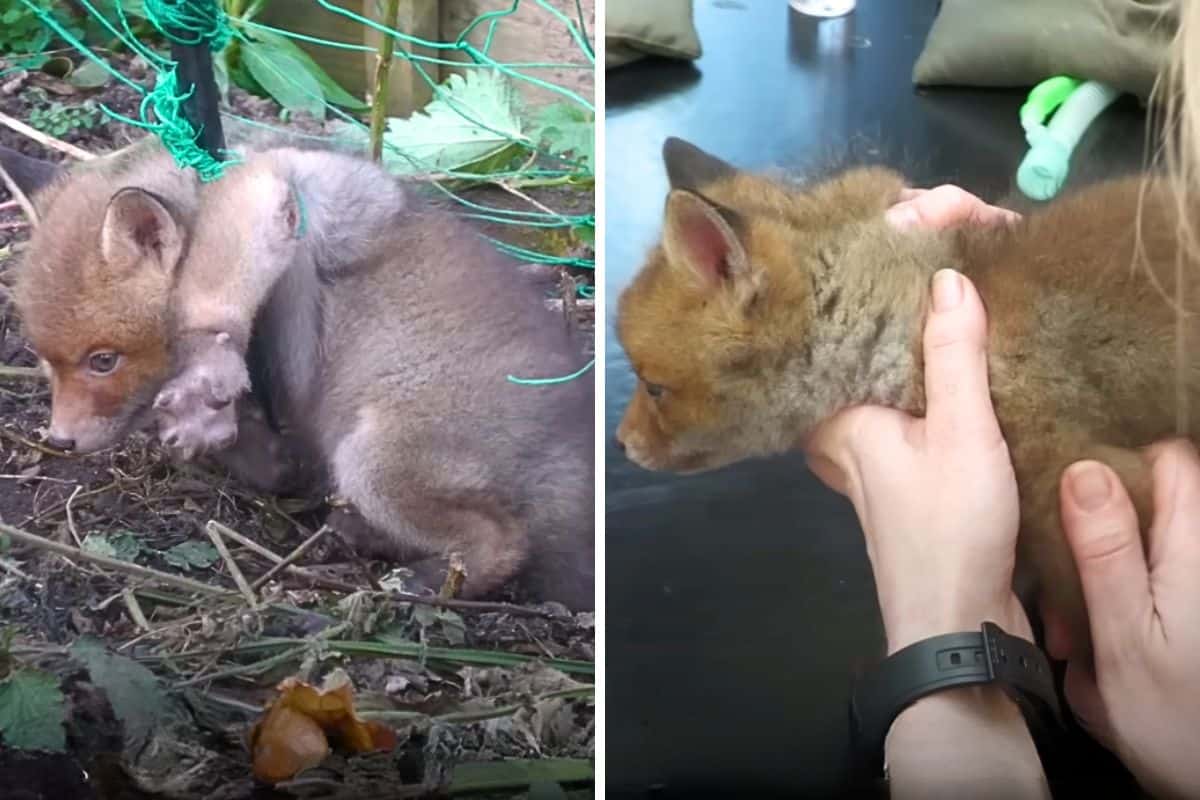 Fuchs-Baby aus Netz gerettet – alle drücken die Daumen, damit das Tier ...