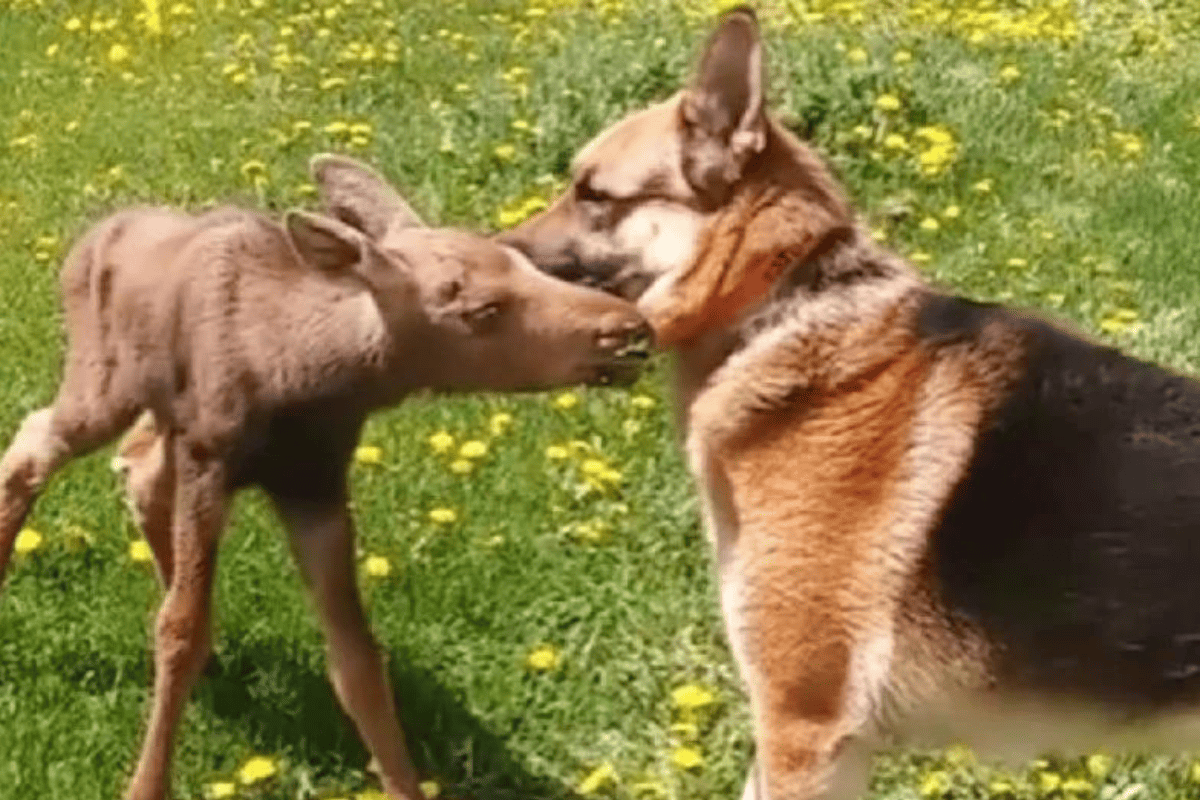 Frau mit Hund findet Elch-Baby im Wald - die Reaktion der beiden Tiere ...
