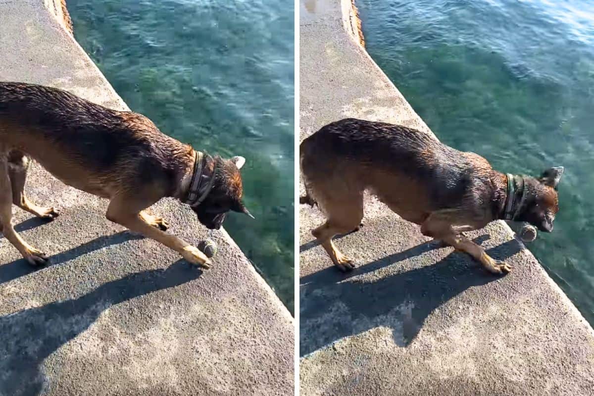 Lustiges Wasserspiel: Was dieser Hund mit seinem Ball macht, sorgt für ...