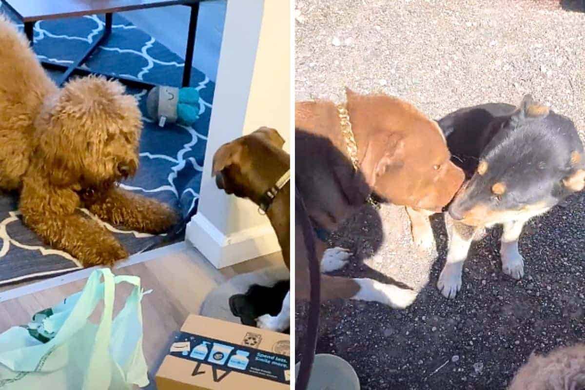 Mann fängt plötzlich an, Hunde zu adoptieren: Wie sein Ersthund darauf ...