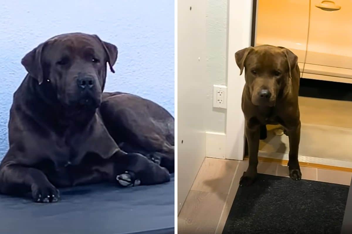 Streunender Hund ruht sich auf fremder Veranda aus: Was eine Nachbarin ...