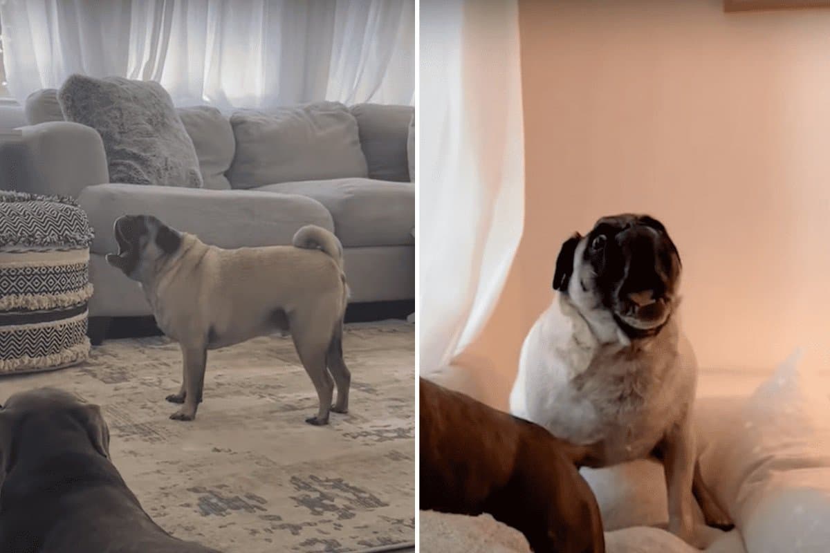 Mops will auf sich aufmerksam machen - welche Geräusche er dazu von sich gibt, ist zum Totlachen