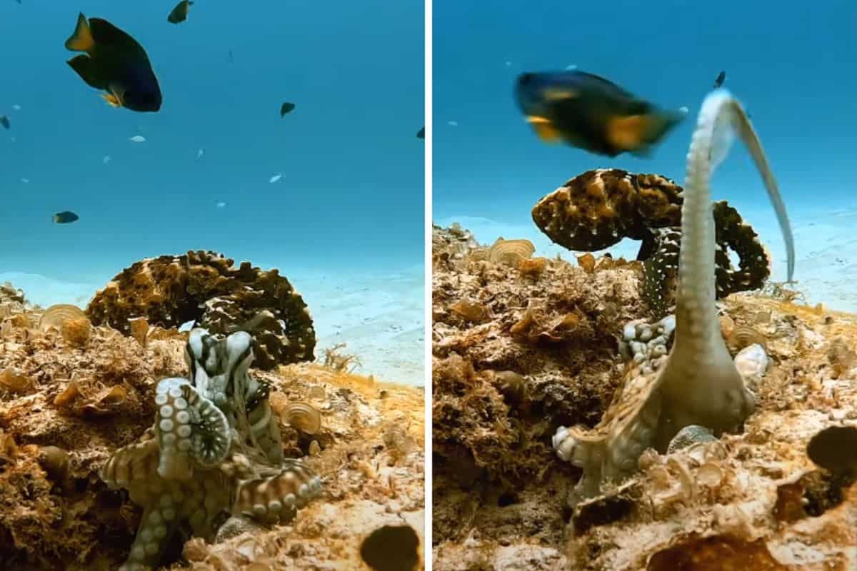 Oktopus wird von Fischen genervt - seine Reaktion ist einfach zum Totlachen