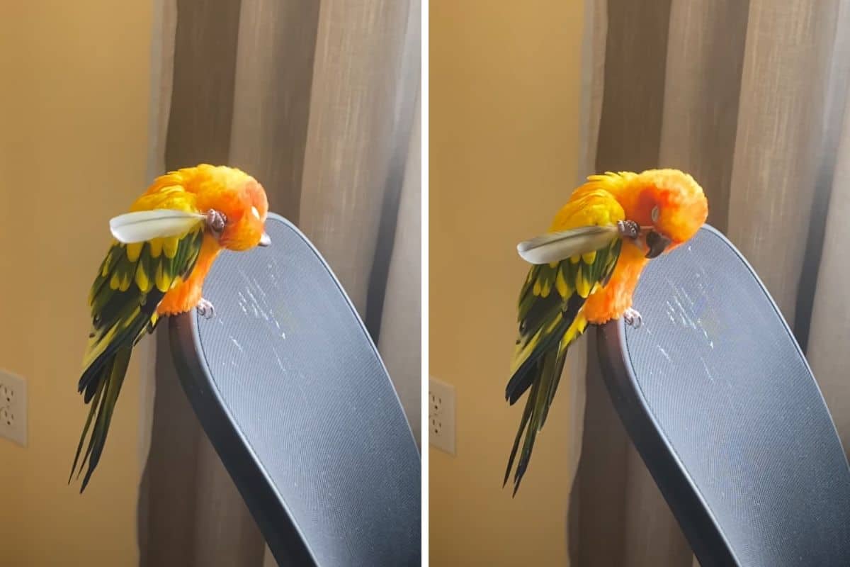 Es juckt am Kopf – wie der kleine Papagei mit diesem Problem umgeht ...