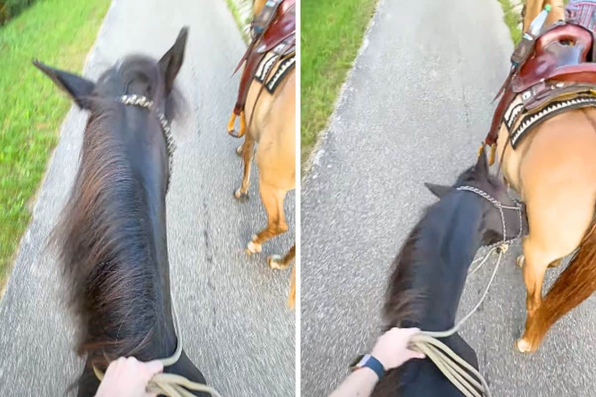 Pferd beißt anderes Pferd bei Ausritt - was dann folgt, macht die ...