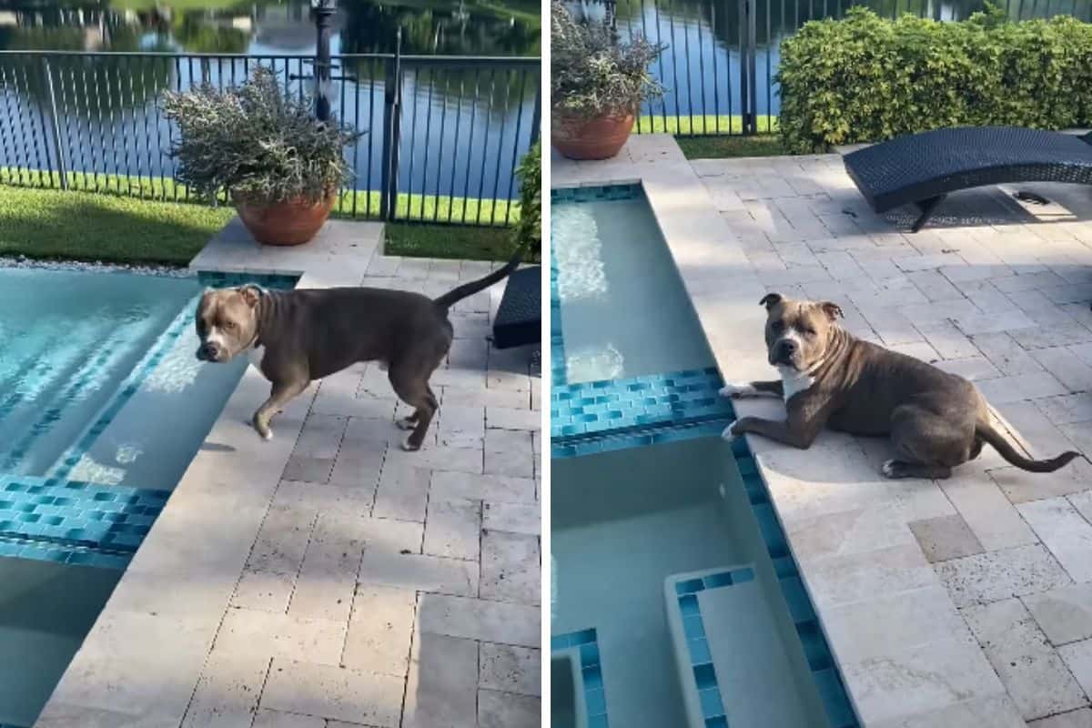 Pitbull möchte so gern im Pool schwimmen - wie brav er ist, damit er ...