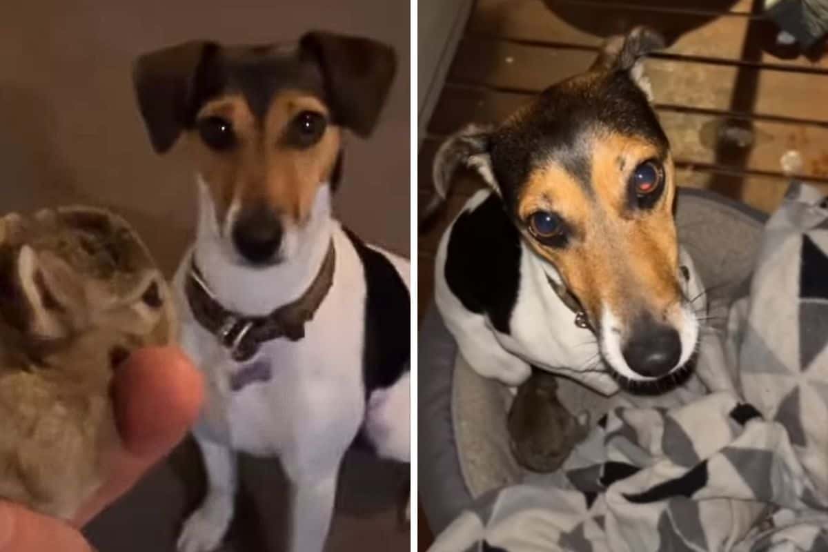 Herrchen staunt nicht schlecht: Mit welchem Tier sein Hund sich ...