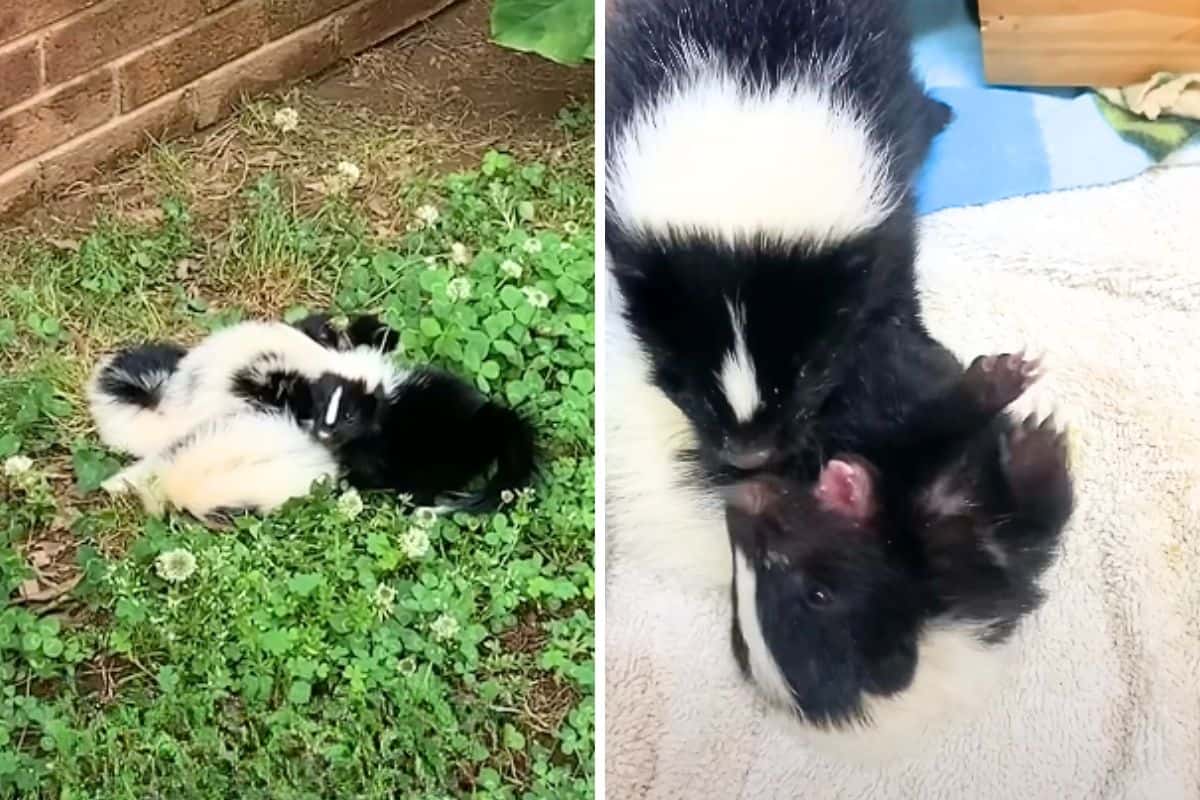 Frau rettet verwaiste Stinktierbabys: In ihrem neuen Zuhause zeigen sie ...