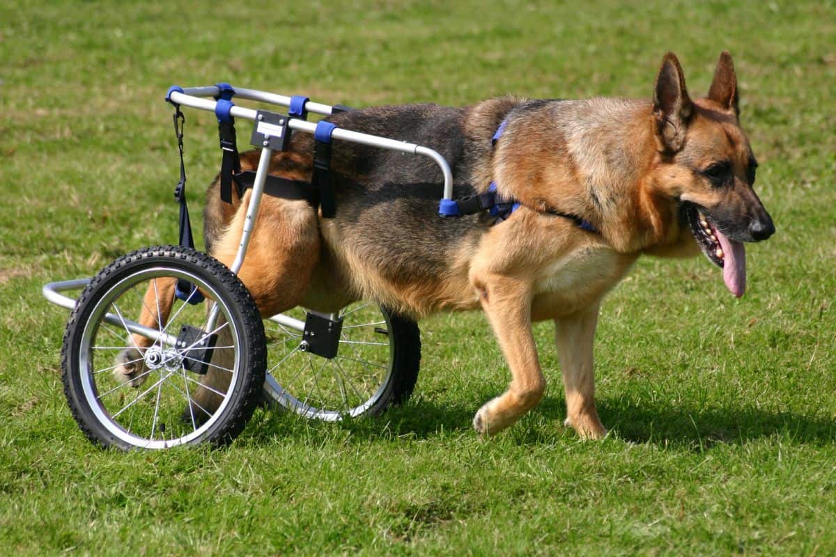 Degenerativ Myelopathi Hos Hunde – VNMNM