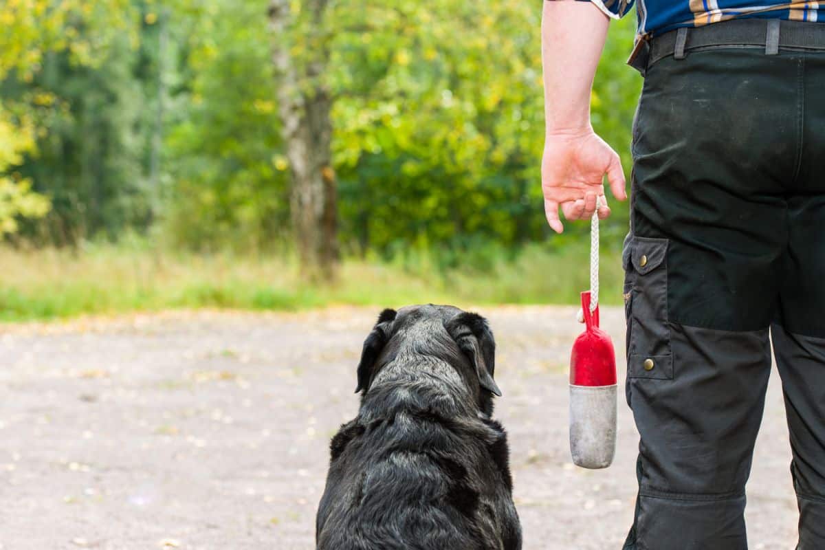 Dummy-Training für Hunde: Tipps & Übungen (Ratgeber)