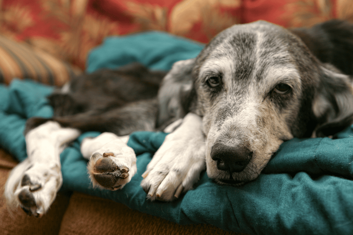Geriatrisches Profil beim Hund: Das steckt dahinter! (Infos)