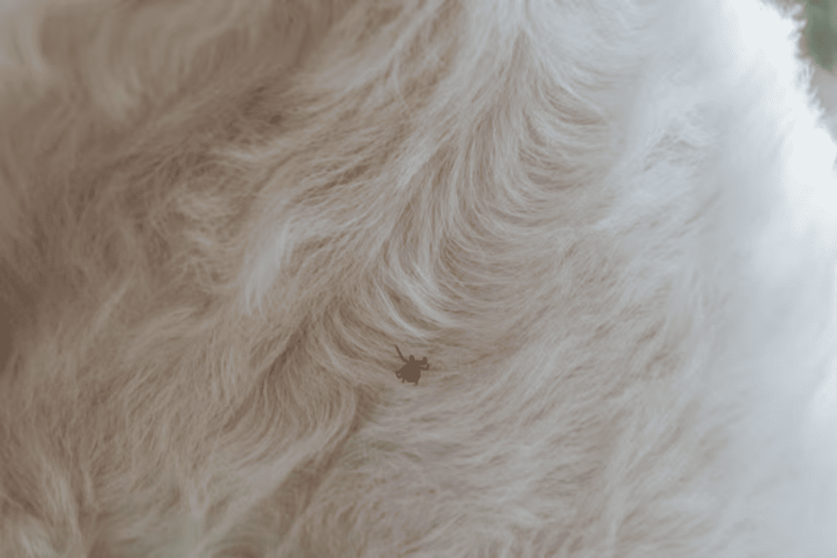 Haarlinge beim Hund: Das solltest Du beachten! (Ratgeber)