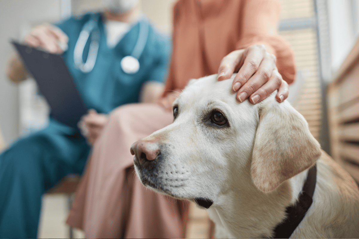 Medical Training für Hunde: So klappt’s beim Tierarzt!