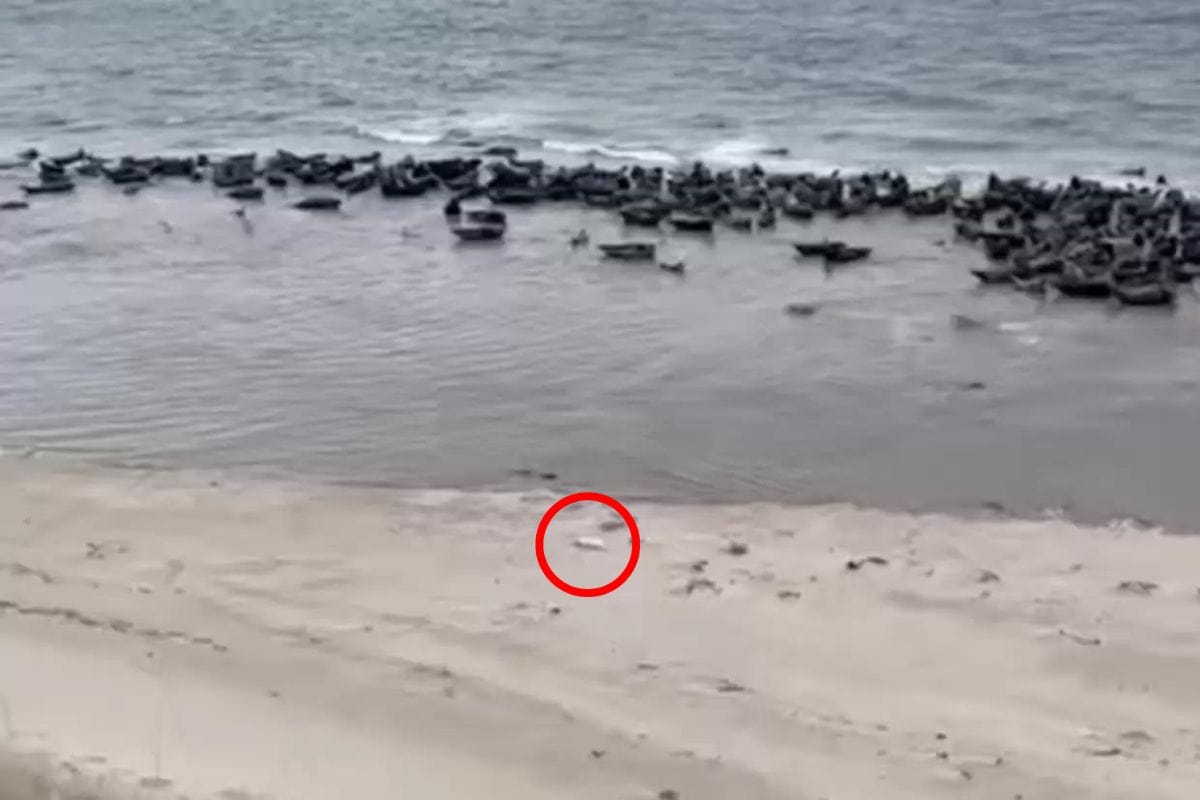 Spaziergänger findet weißen Haufen am Strand - als er näher herangeht ...