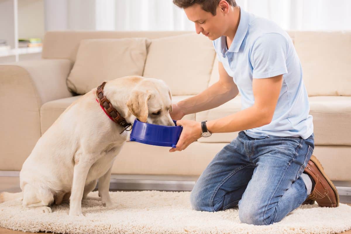 Wann Hund füttern? Darauf solltest du achten! (Ratgeber)