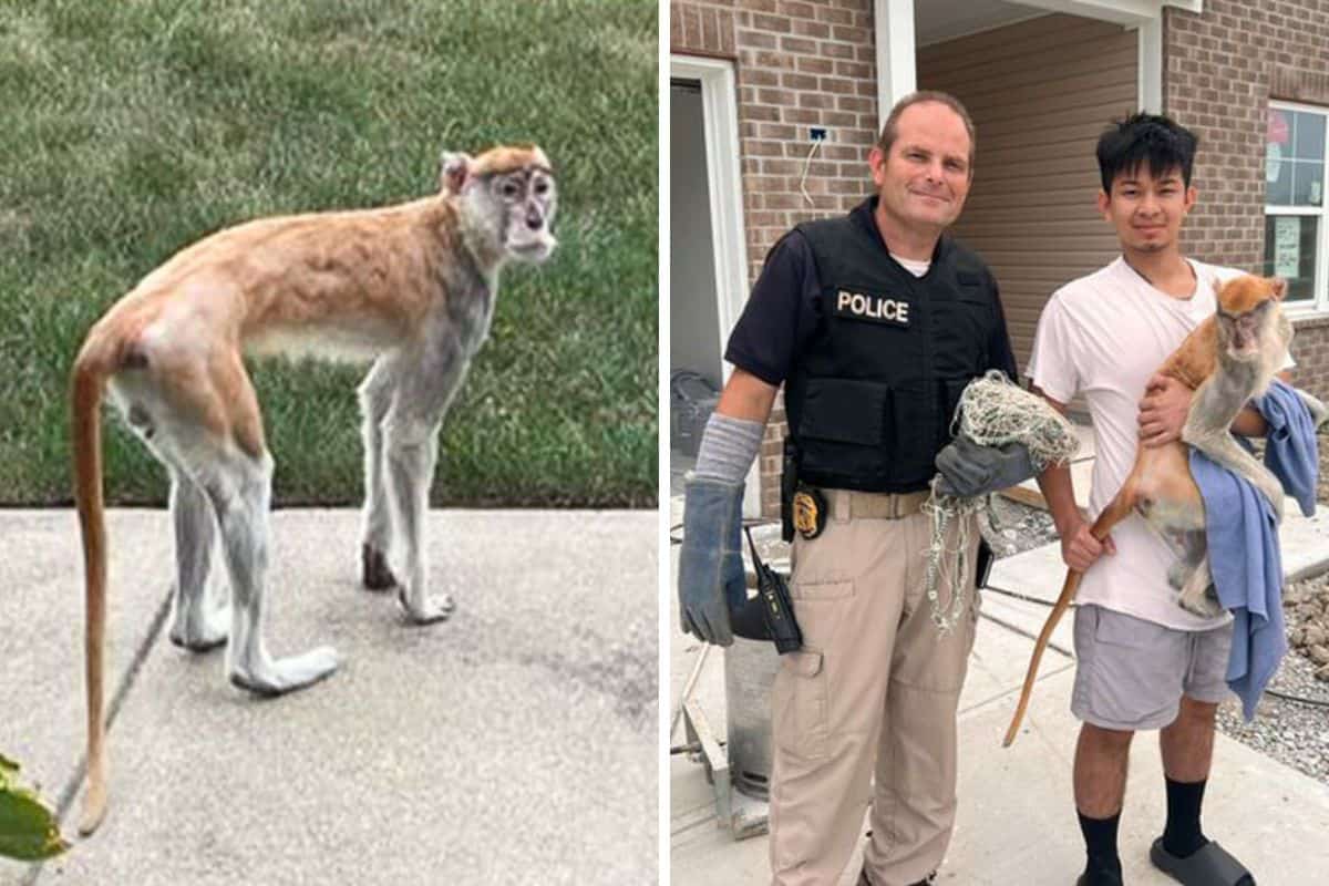 Affe auf der Flucht: Wie er der Polizei entkommt und die ganze Stadt in ...