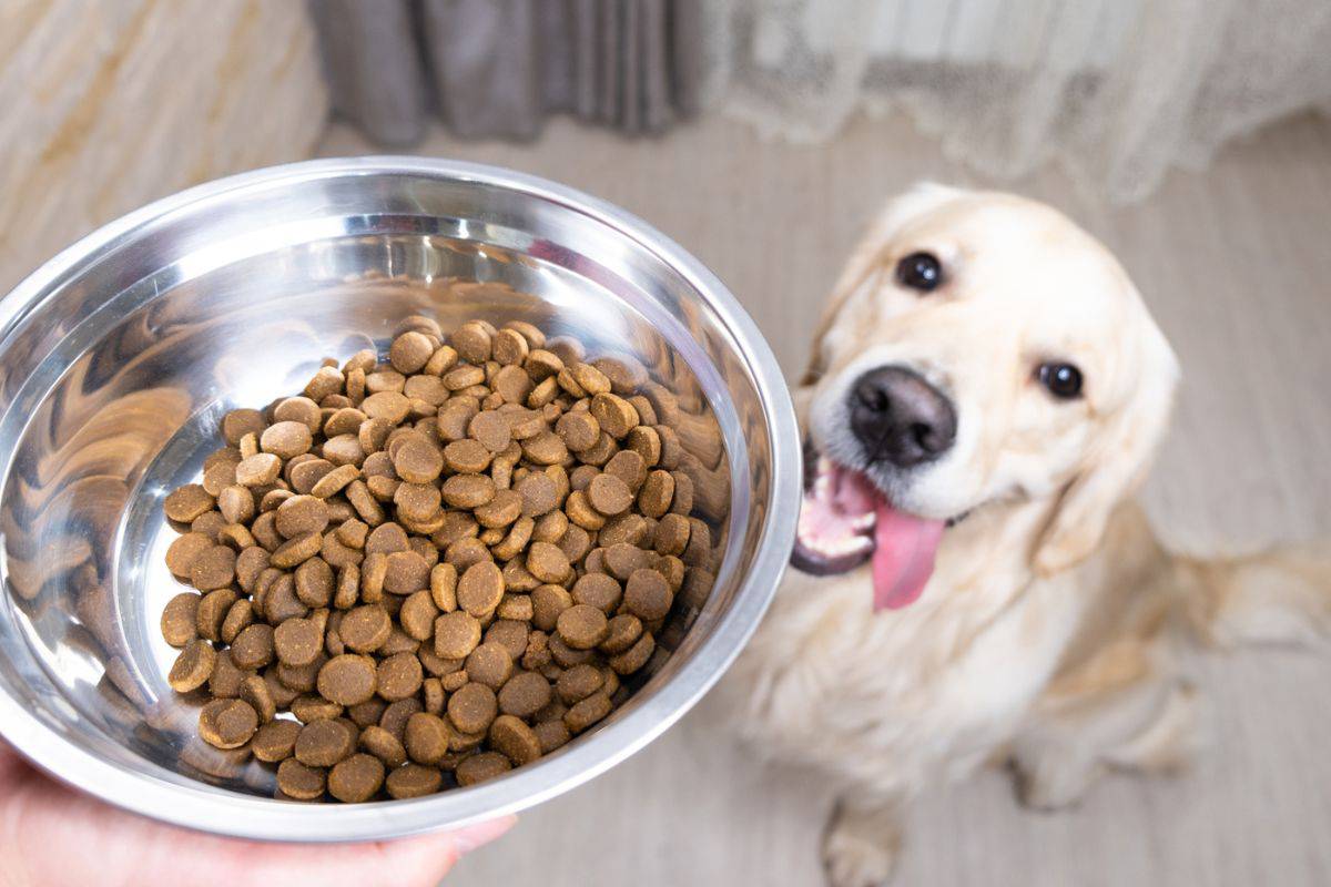 Dogs Heart Hundefutter im Test: Wie gut ist es wirklich? ([year])