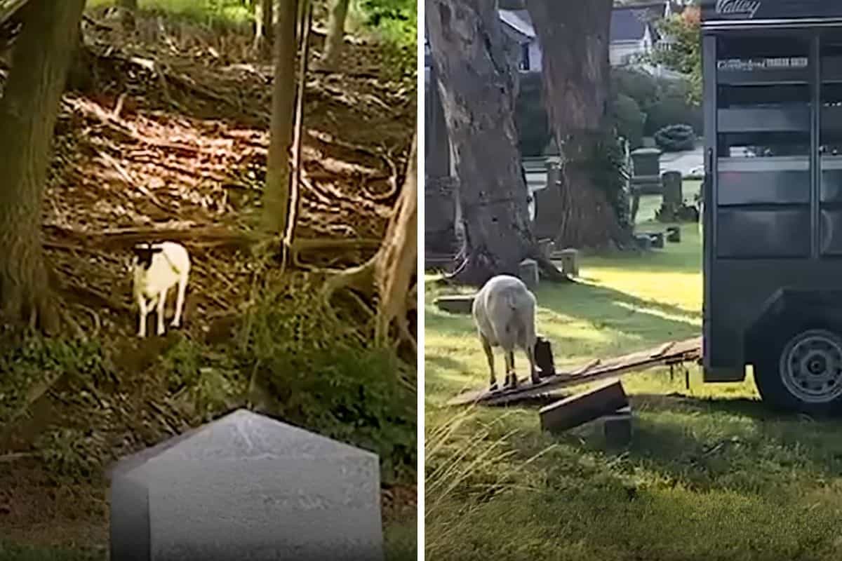 Einsames Schaf versteckt sich auf Friedhof - was eine Frau tut, um das ...