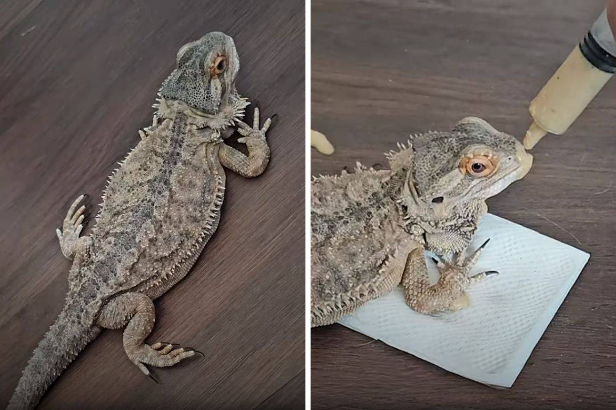 Erschütternder Anblick: Wie diese Bartagame auf Vernachlässigung ...