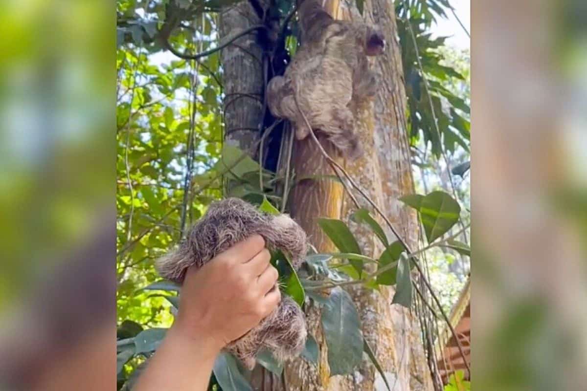 Faultier-Mama bekommt ihr verloren geglaubtes Baby zurück - ihre ...