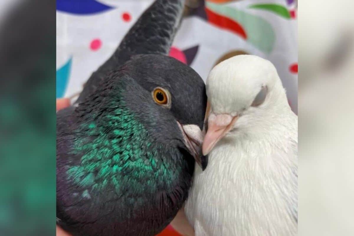 Gerettete Taube hat riesige Angst - wie die große Liebe ihr den Mut ...