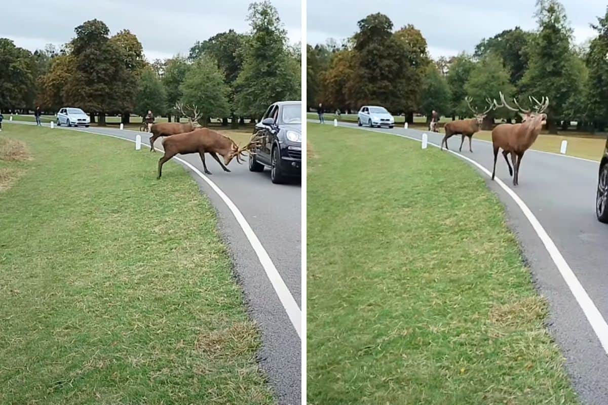 Großes Auto fährt Straße entlang - wie ein Hirsch zeigt, was er davon ...