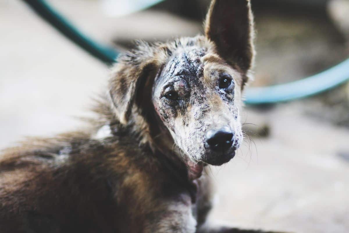 Können Hunde Krätze bekommen? Antwort & was du tun kannst!