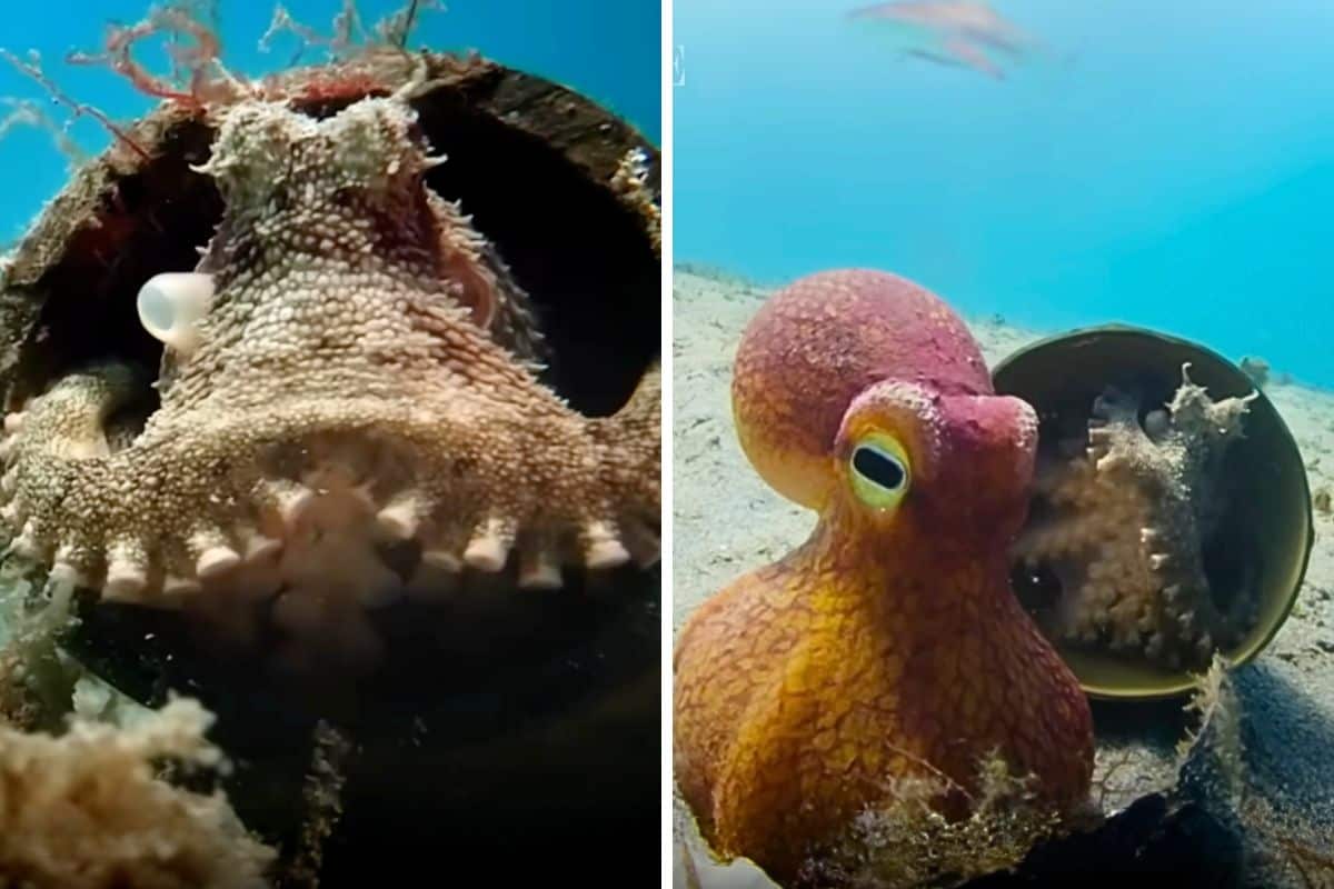 Oktopus wird von Haien bedroht - wie ein Forschungsroboter ihm zu Hilfe ...