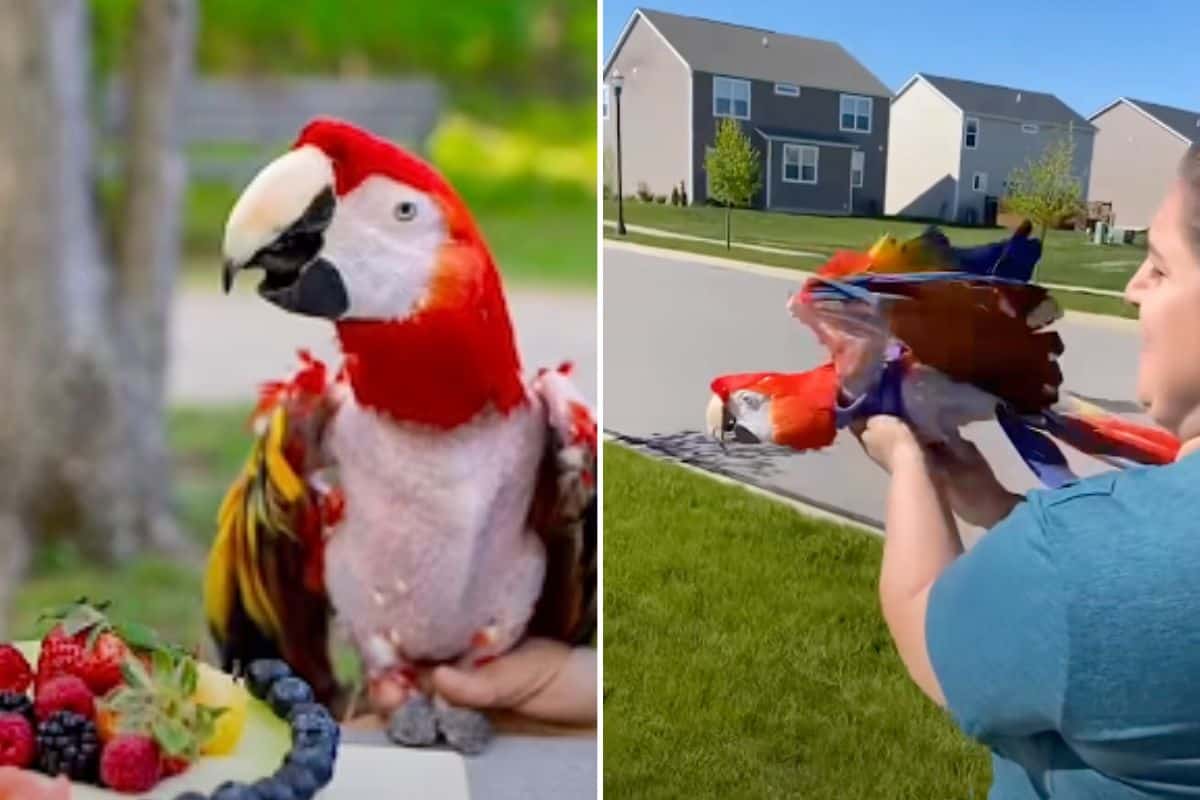 Papagei kann mit 25 Jahren immer noch nicht fliegen – wie seine ...
