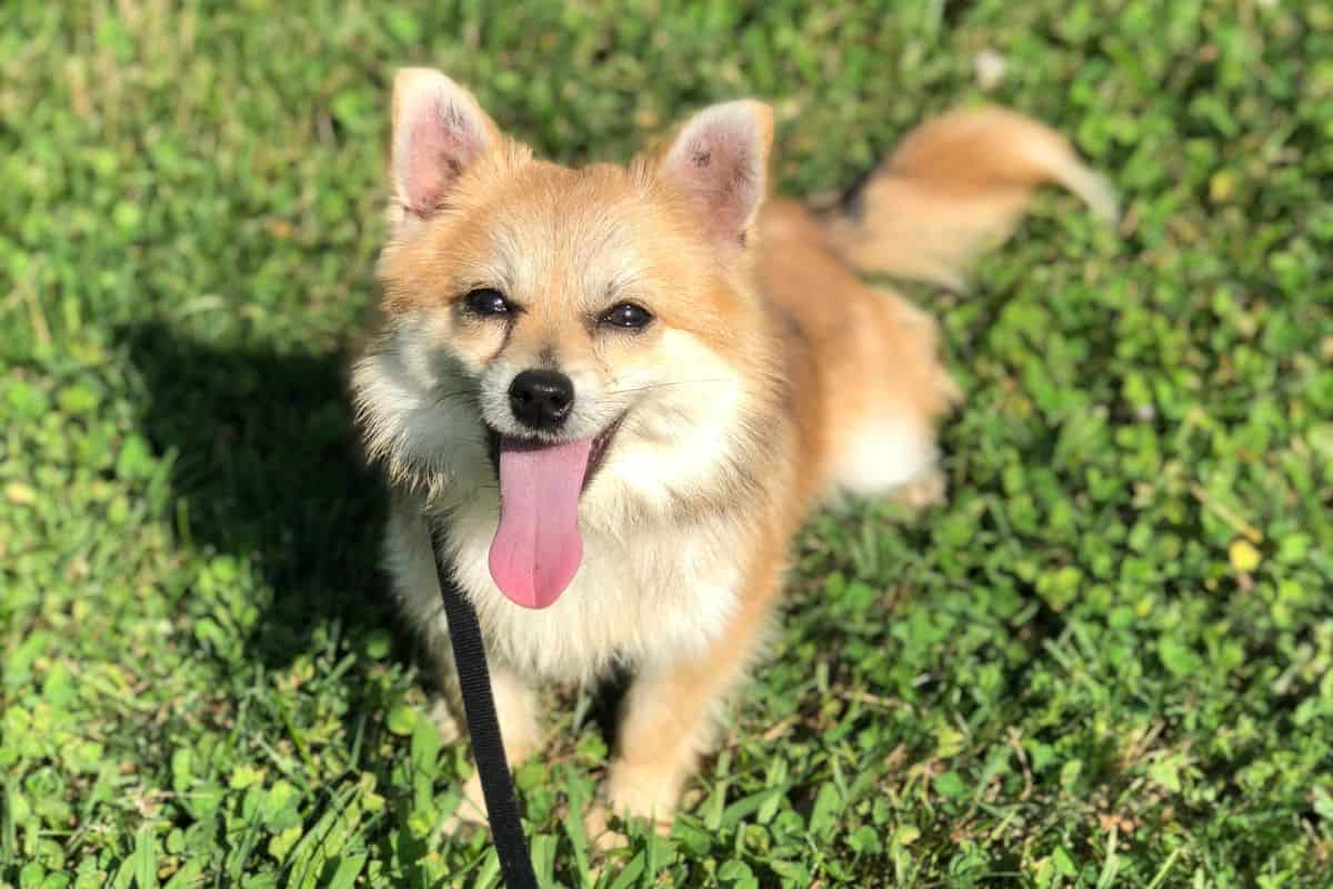 Pomchi im Porträt: Temperament, Lebenserwartung & Probleme