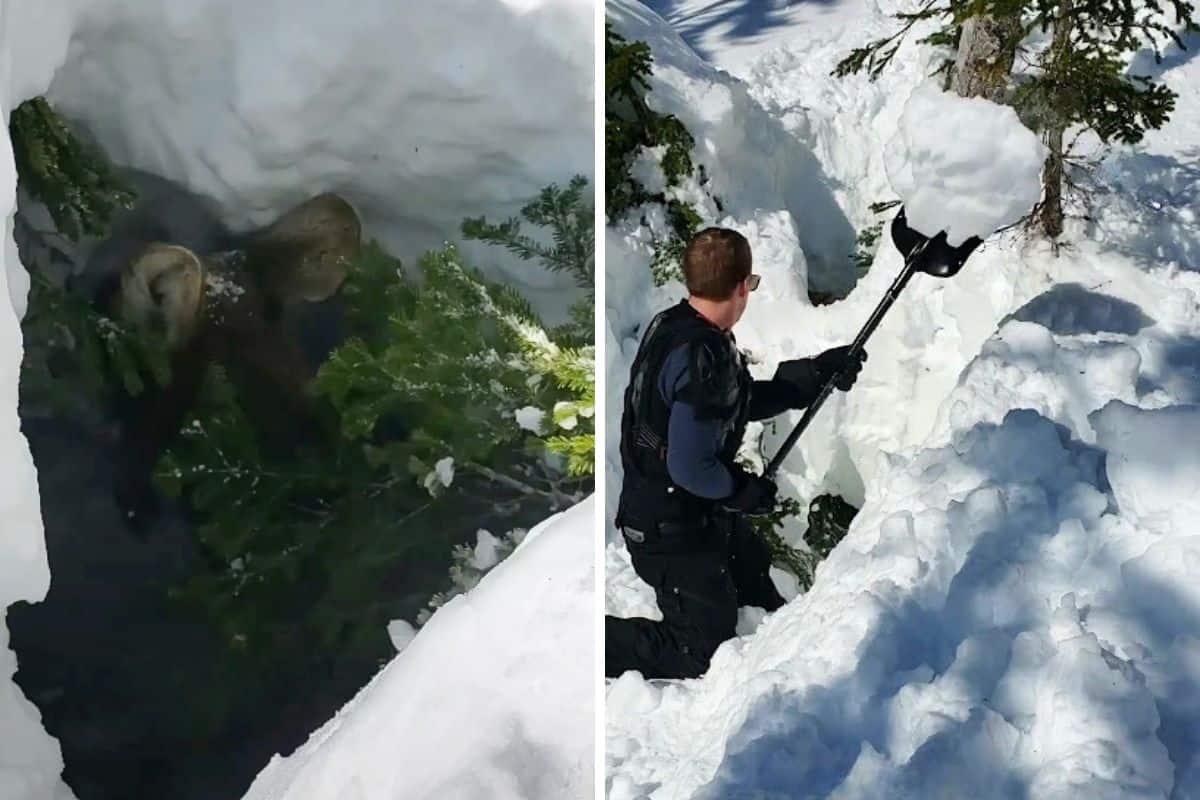 Snowboarder entdecken großes Loch im Boden - als sie sehen, wer darin ...