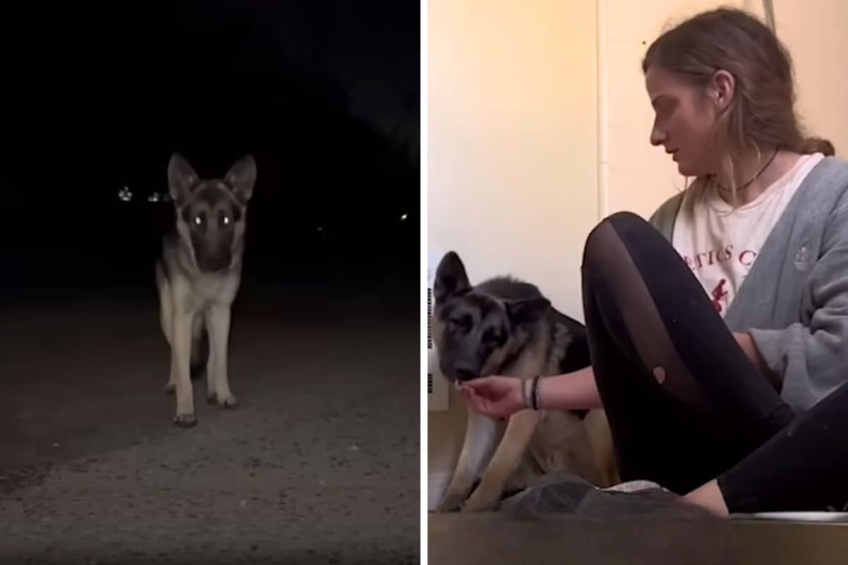Streuner wurde Schnauze zugebunden - wie er lernt, Menschen wieder zu ...
