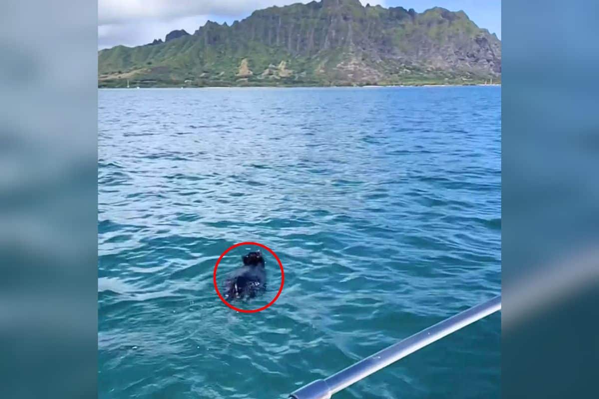 Familie macht Bootsausflug auf dem Meer - was sie dann im Wasser sehen ...