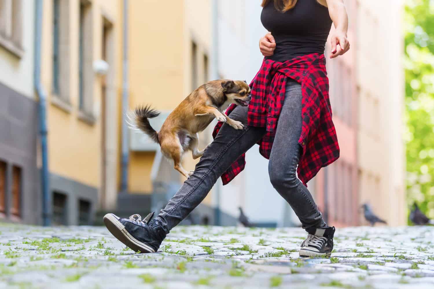 Wieviel Schmerzensgeld Bei Sturz Durch Hund