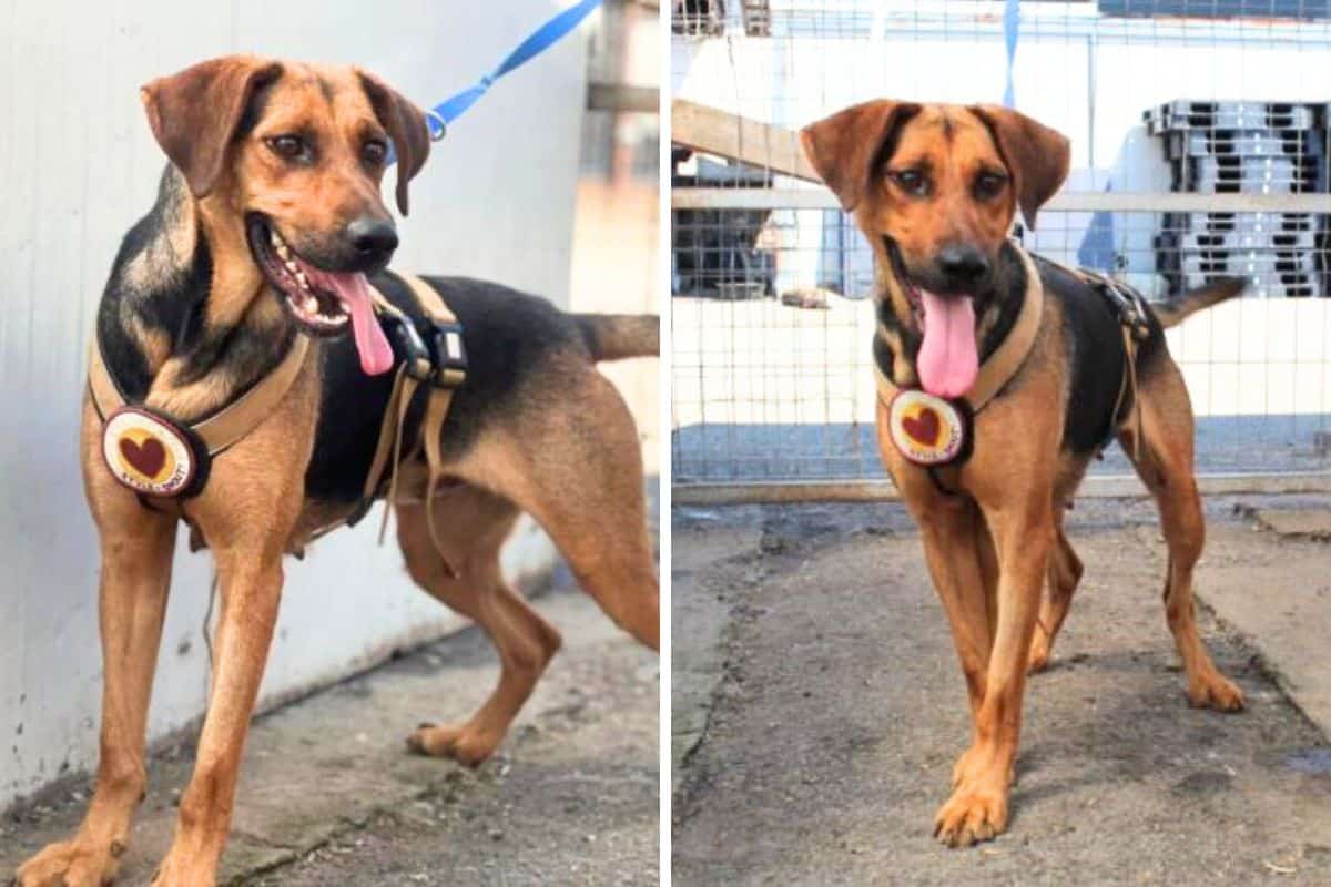 Sportliche Hündin eingepfercht in engem Zwinger: Bezaubernde Niki sucht ...