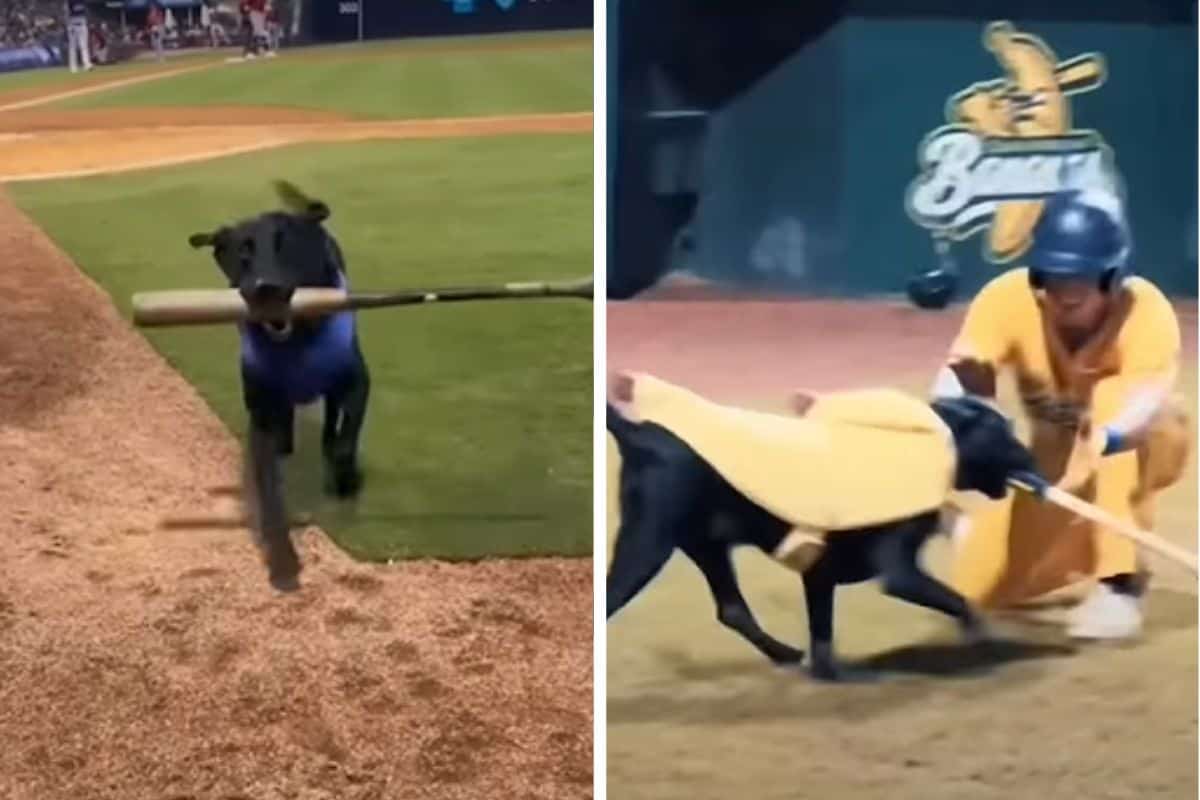 Dieser Hund ist ein „Bat Dog“ - was er auf dem Baseballplatz tut ...