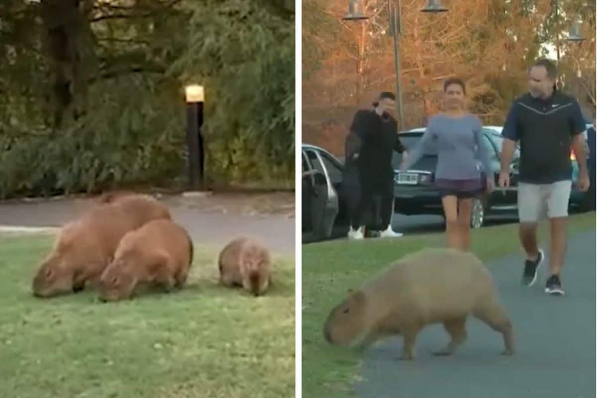 Friedliche Riesen-Nagetiere bevölkern Stadt: Was putzig aussieht, hat ...