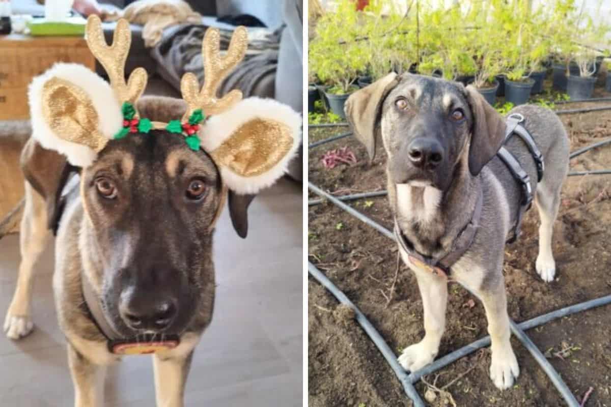 Gerade noch dem Tod auf der Straße entkommen: Schnuckeliger Welpe Jar ...