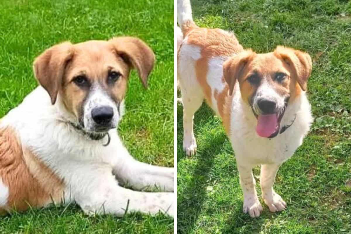 Leidet Im Tierheim Unter Mangelnder Liebe Herzensguter Welpe Jooke 8566