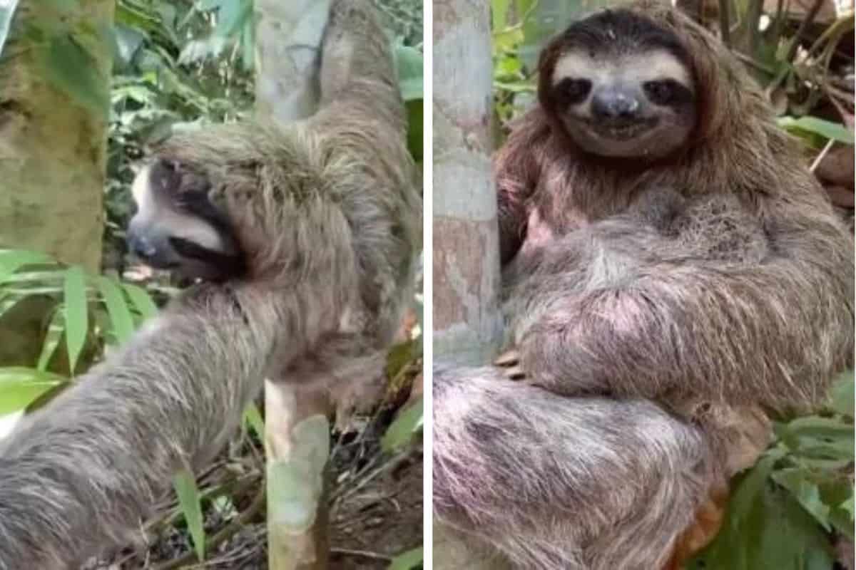 Baby-Faultier fällt aus Baum - wie Tierretter den Kleinen mit seiner ...