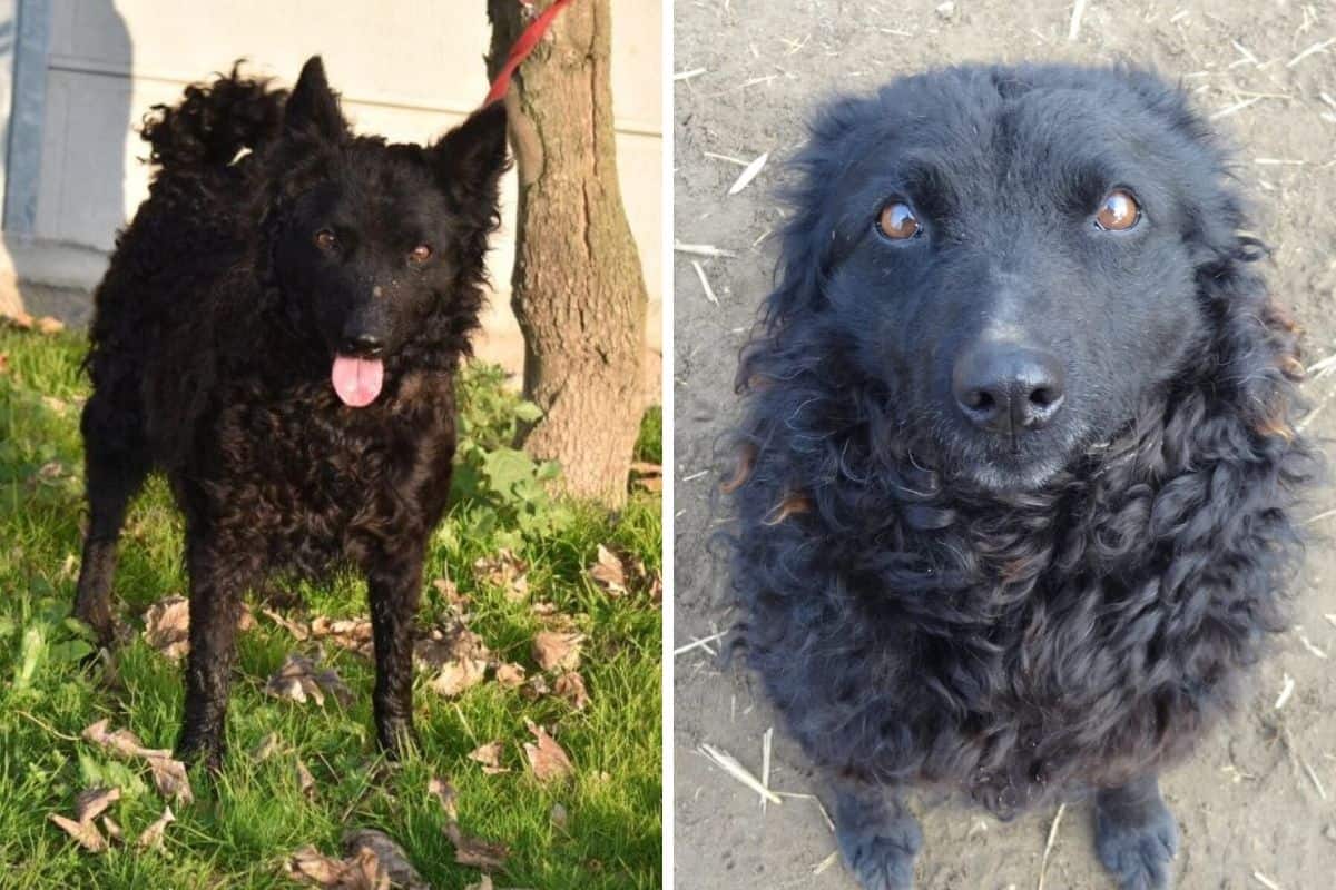 Das Dasein im Tierheim ist für sie unerträglich: Treue Mudi-Hündin Kokó braucht dringend ein Zuhause