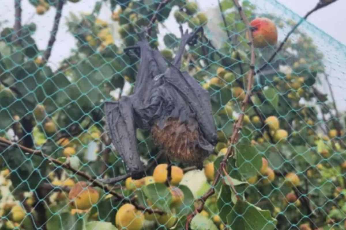 Heimtückische Gefahr: Flughund hängt in illegalem Obstnetz fest und ...