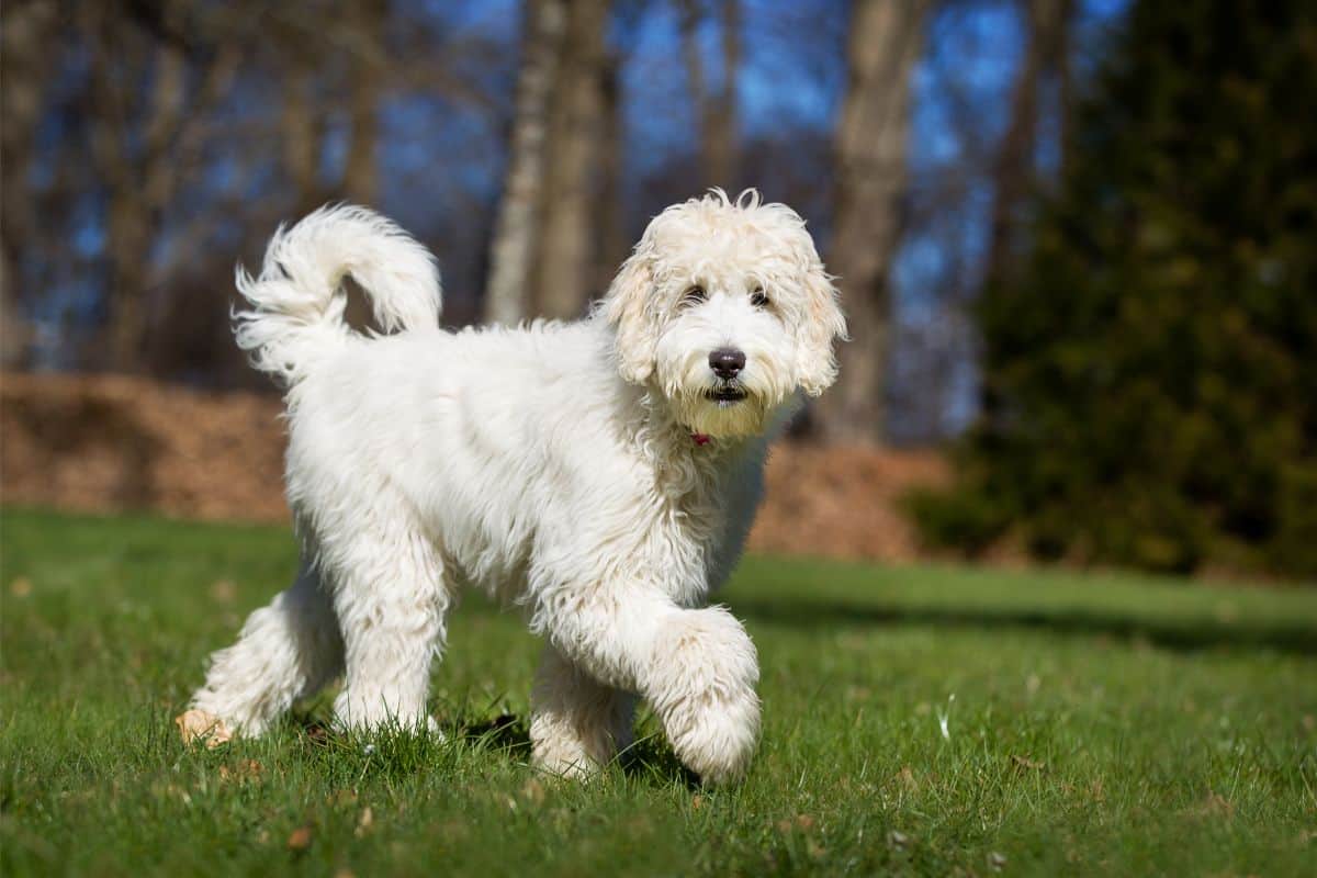 Labradoodle: Labrador Pudel Mix im Portrait (Mit Bildern)