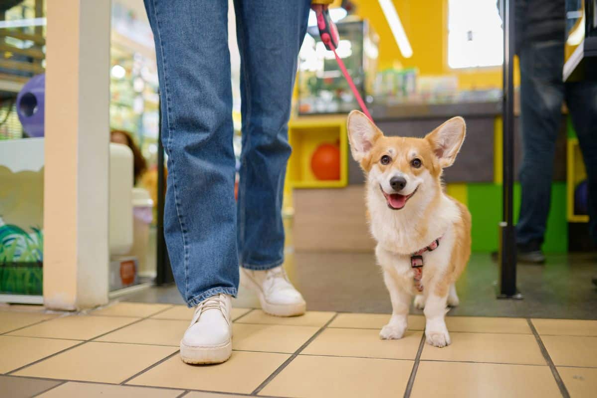 Wunderschone Segmuller Hunde Erlaubt Bilder